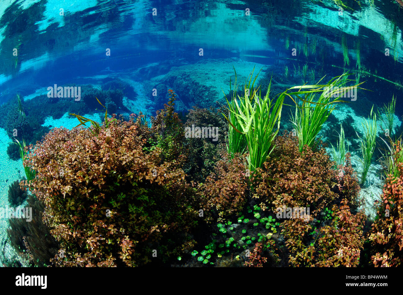 Ichetucknee Spring, Ichetucknee State Park, Florida Stock Photo - Alamy