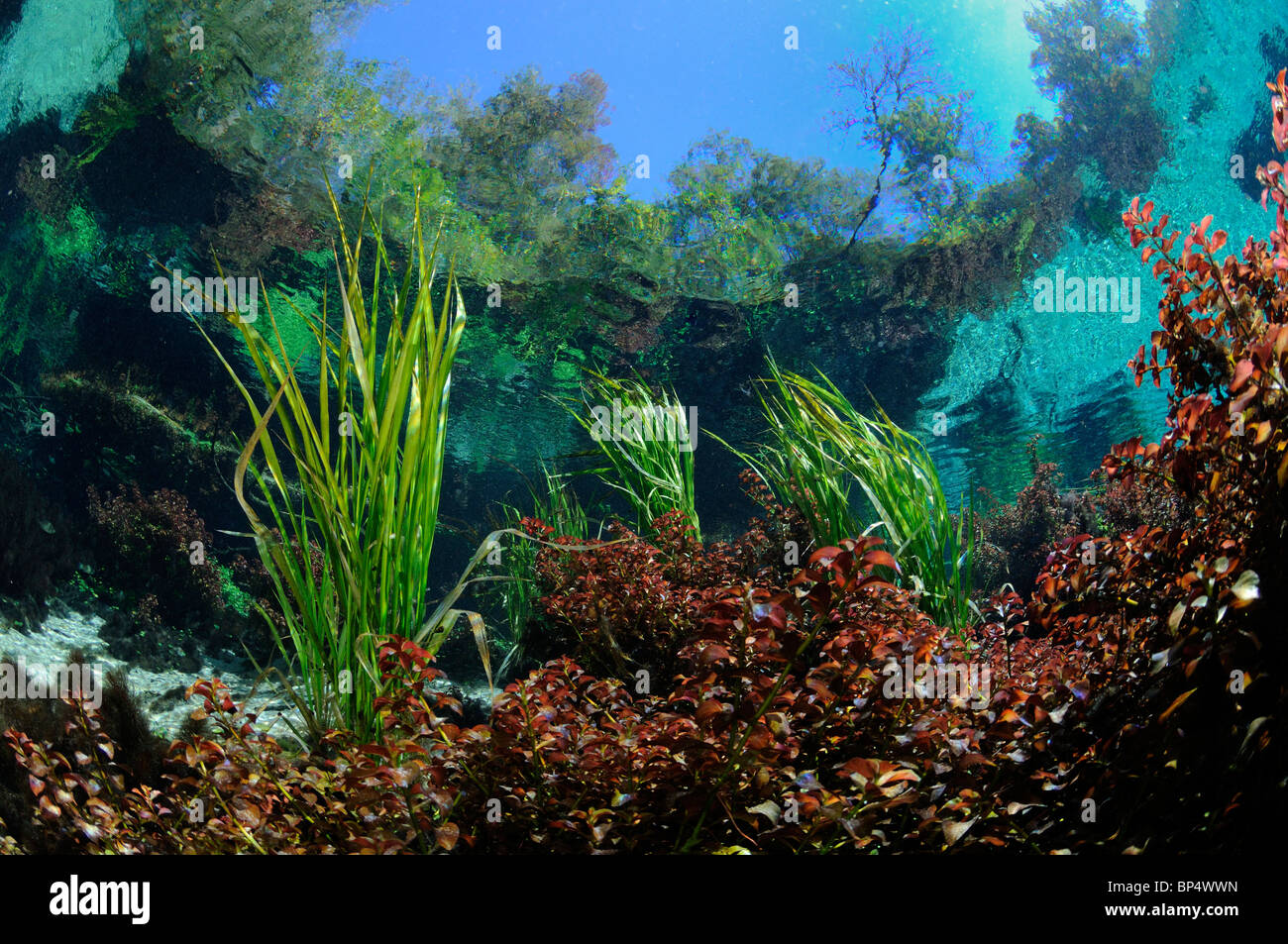 Ichetucknee Spring, Ichetucknee State Park, Florida Stock Photo - Alamy