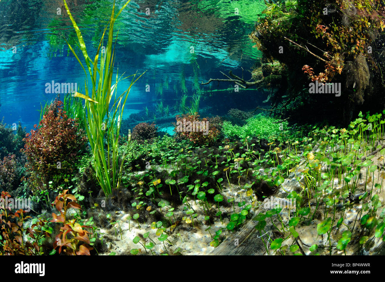 Ichetucknee Spring, Ichetucknee State Park, Florida Stock Photo - Alamy