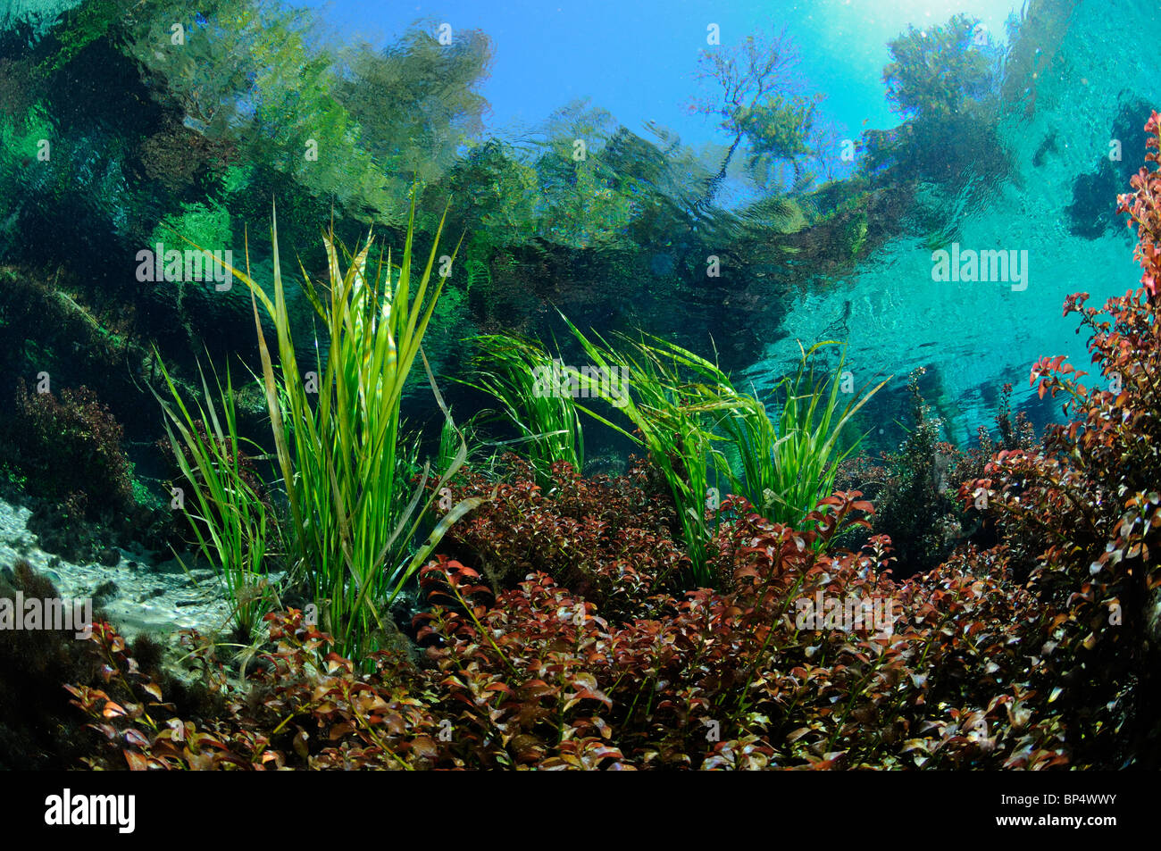 Ichetucknee spring hi-res stock photography and images - Alamy