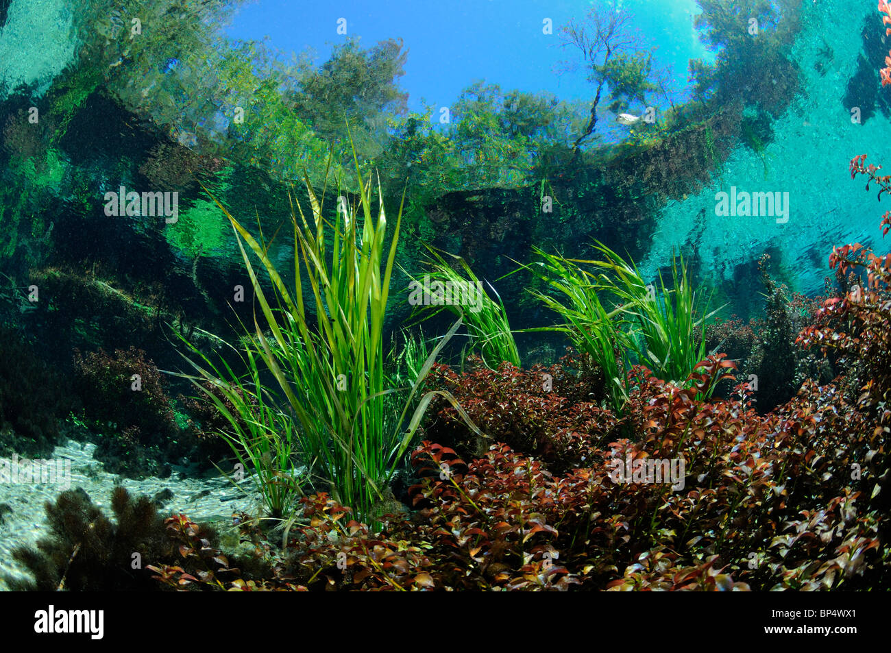 Ichetucknee Spring, Ichetucknee State Park, Florida Stock Photo - Alamy