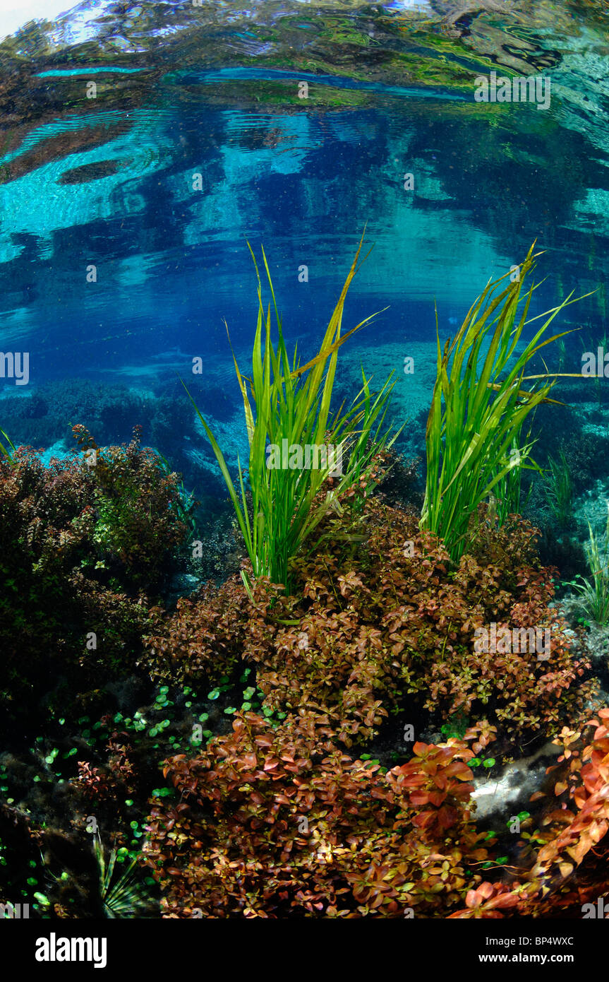 Ichetucknee Spring, Ichetucknee State Park, Florida Stock Photo - Alamy