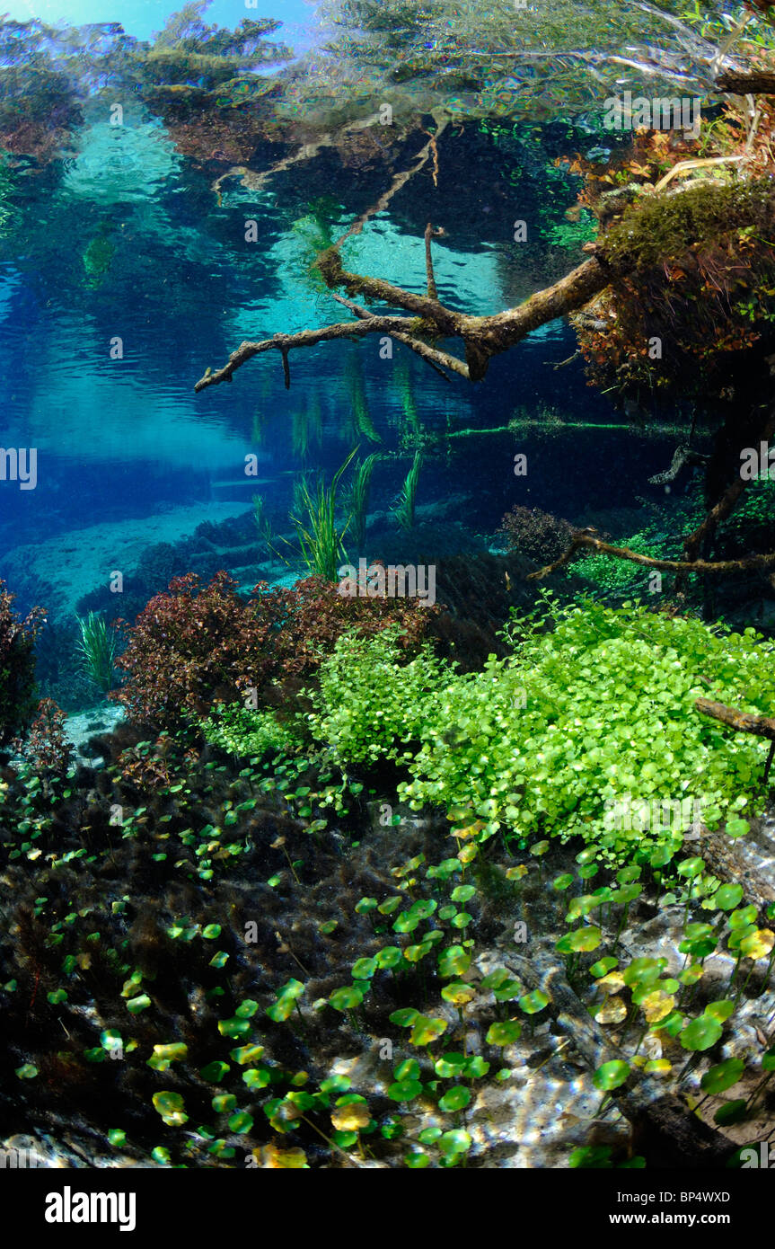 Ichetucknee Spring, Ichetucknee State Park, Florida Stock Photo - Alamy