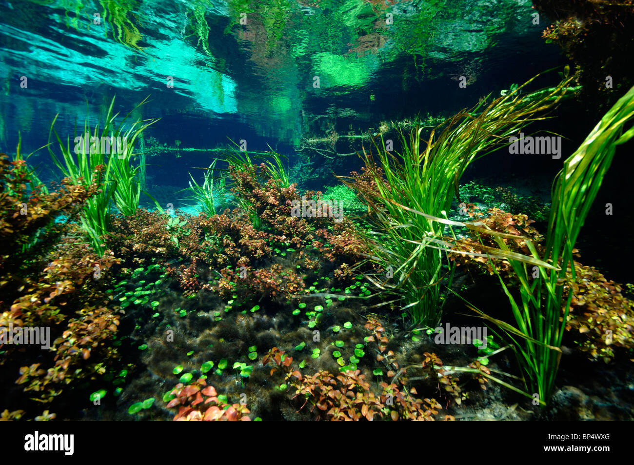 Ichetucknee Spring, Ichetucknee State Park, Florida Stock Photo - Alamy
