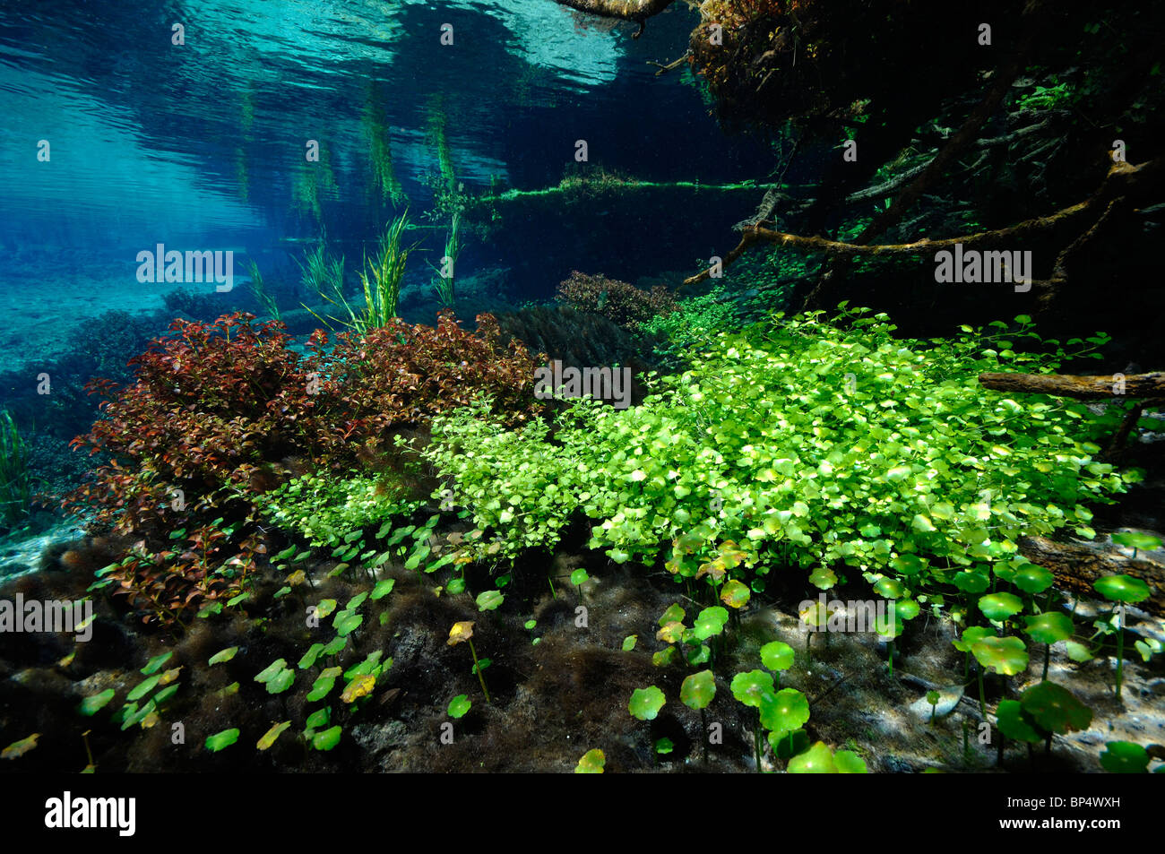 Ichetucknee Spring, Ichetucknee State Park, Florida Stock Photo - Alamy