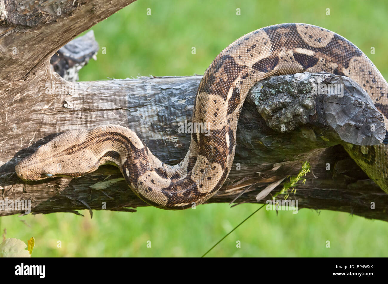 Boidae boinae hi-res stock photography and images - Alamy