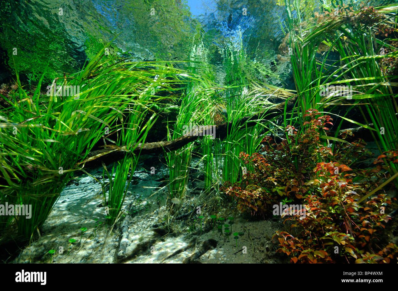 Ichetucknee Spring, Ichetucknee State Park, Florida Stock Photo - Alamy