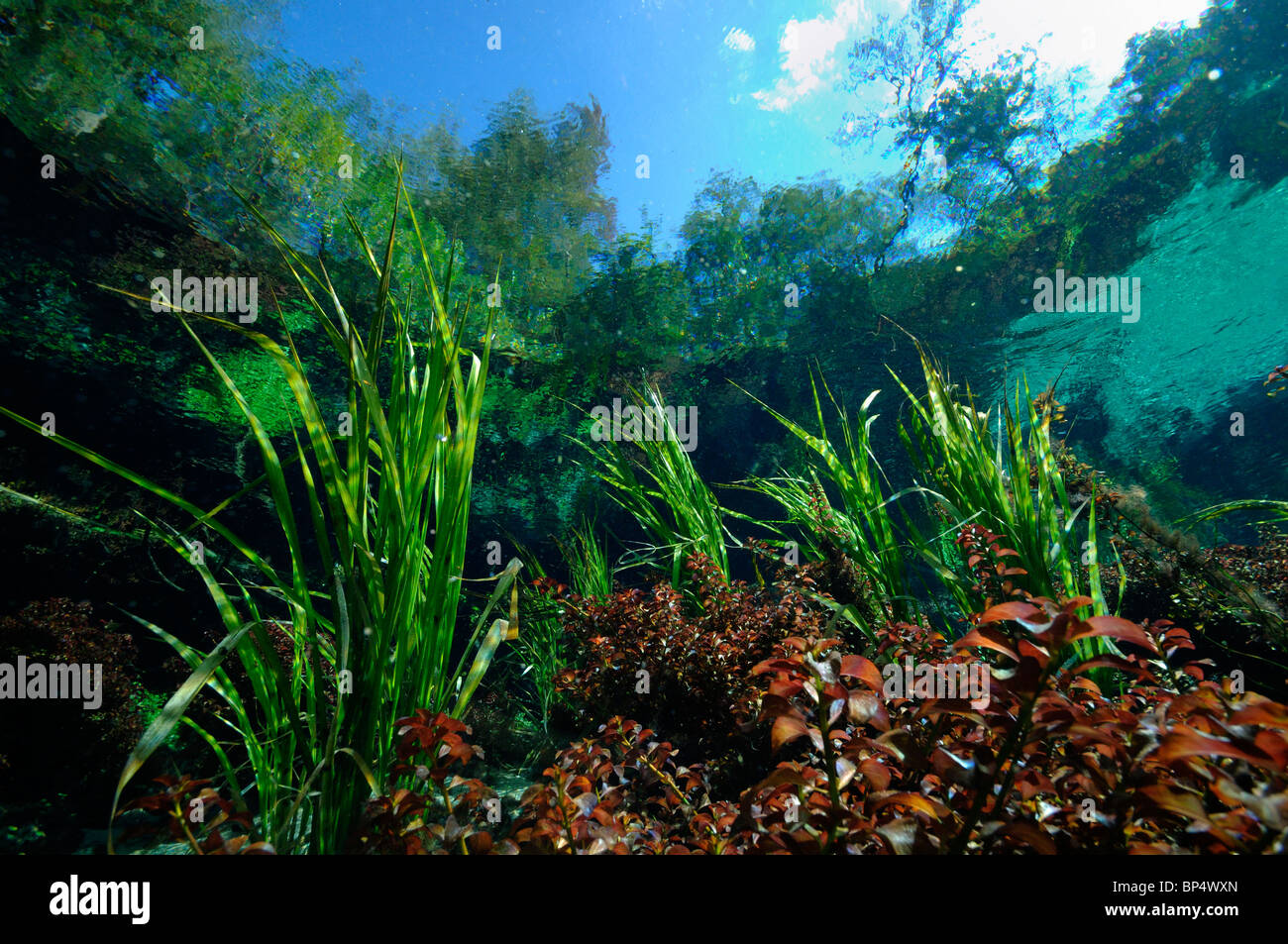 Ichetucknee Spring, Ichetucknee State Park, Florida Stock Photo - Alamy