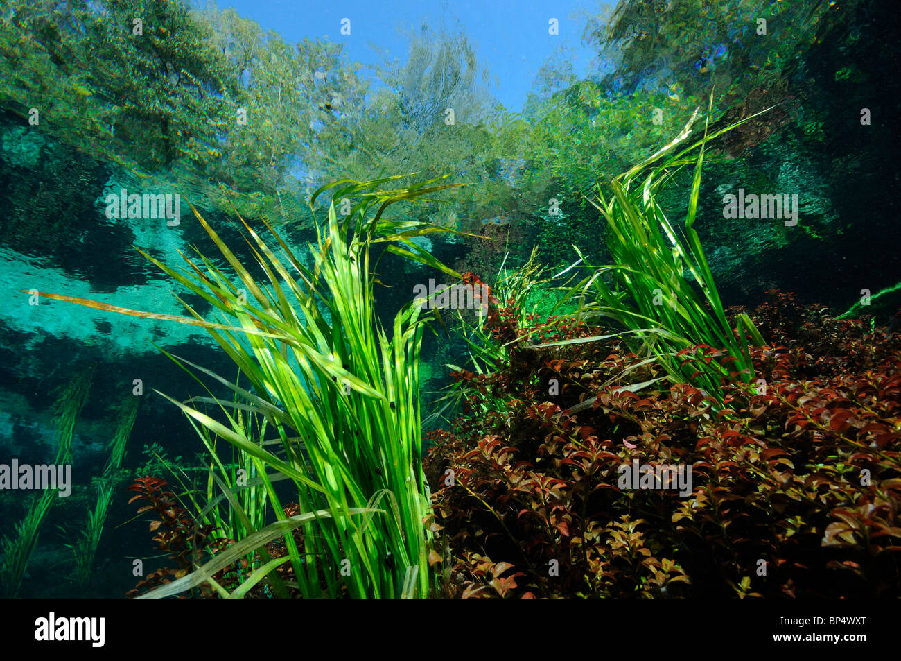 Ichetucknee Spring, Ichetucknee State Park, Florida Stock Photo - Alamy