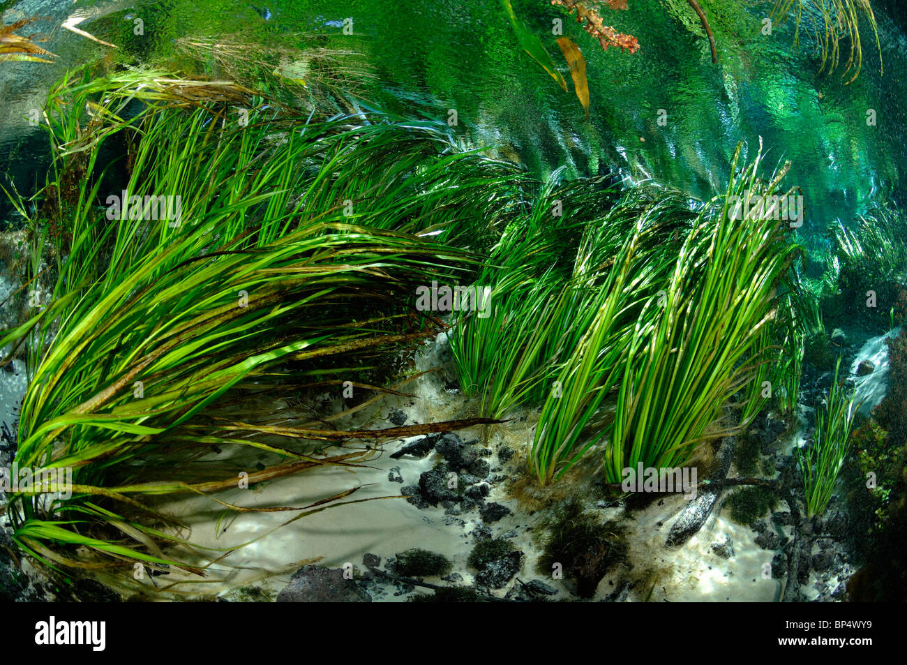 Ichetucknee River, Ichetucknee State Park, Florida Stock Photo - Alamy