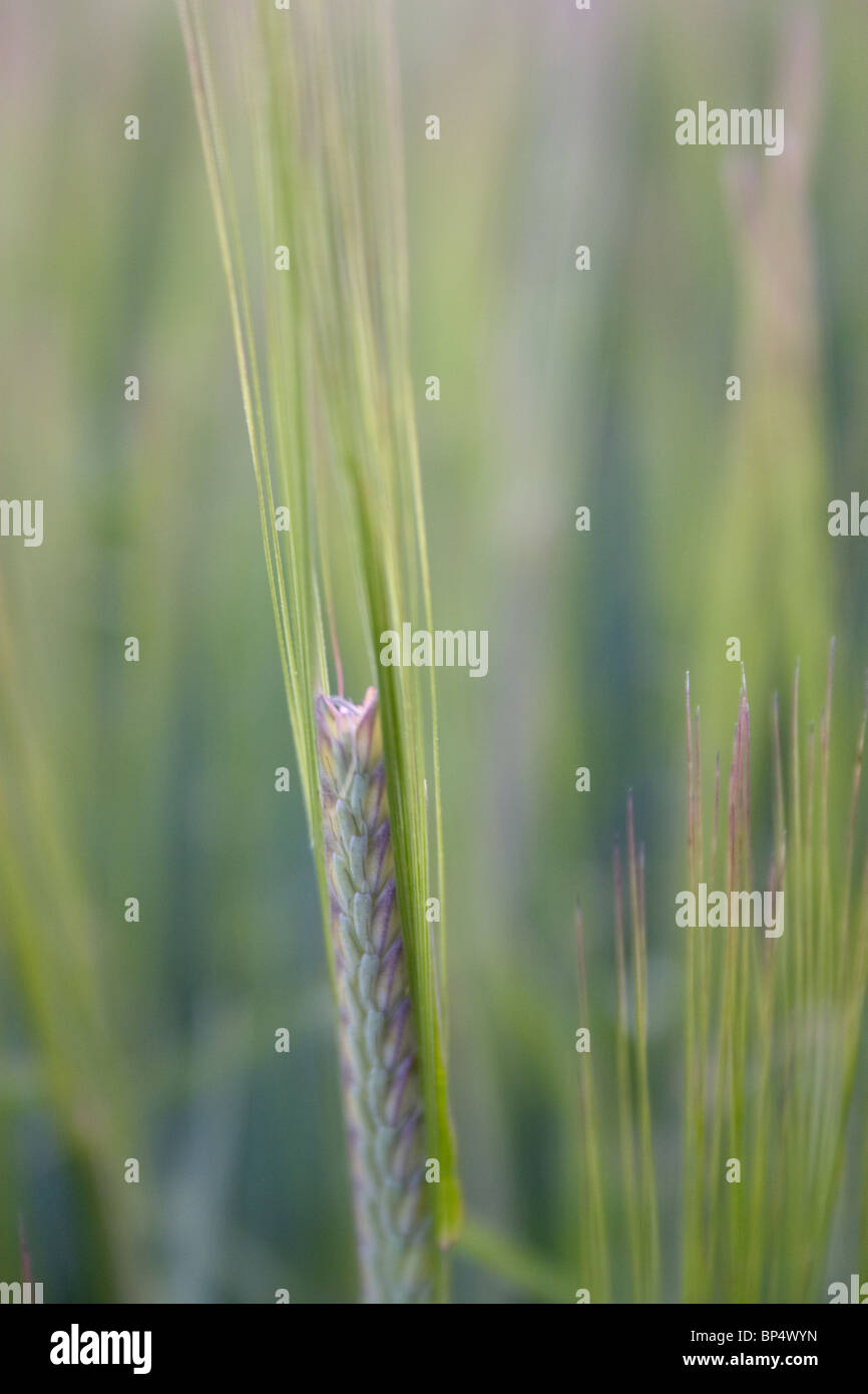 Australian barley hi-res stock photography and images - Alamy