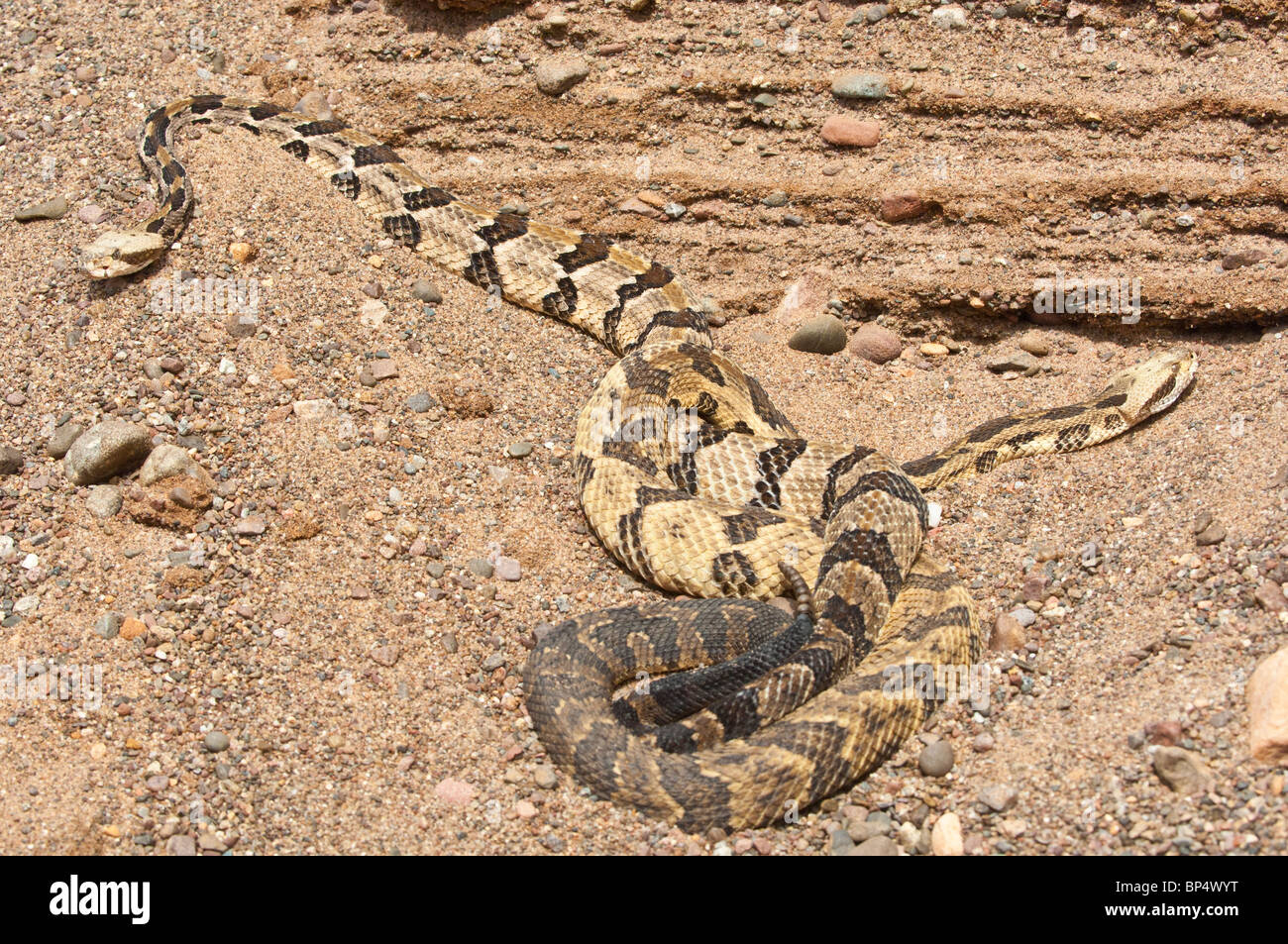 Canebrake, Timber rattlesnake, Crotalus horridus, native to eastern ...