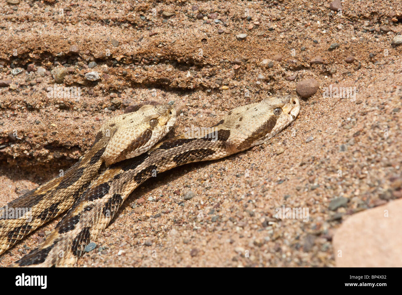 Canebrake, Timber rattlesnake, Crotalus horridus, native to eastern ...