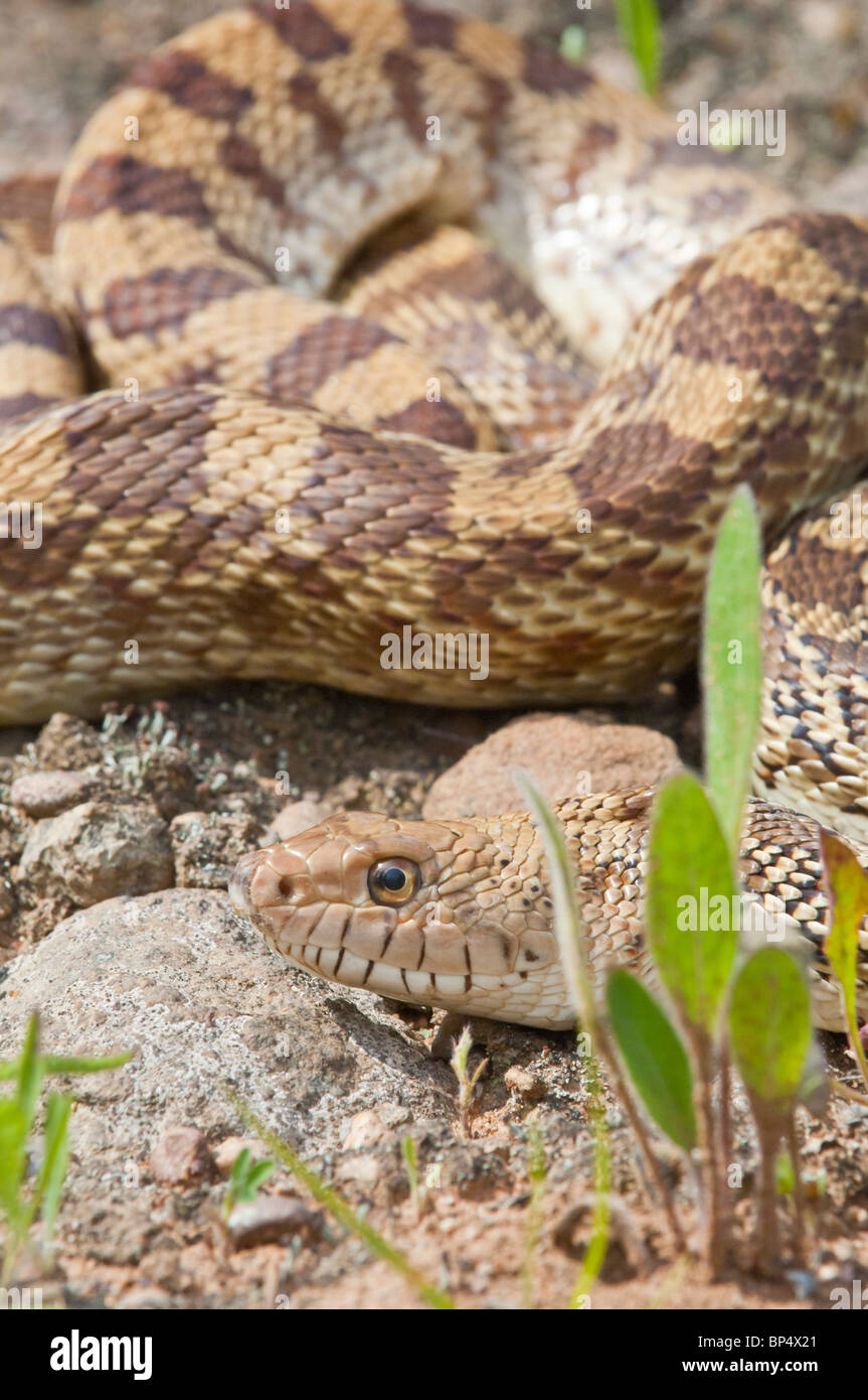 Texas bull snake, Pituophis catinefer sayi, native to southern ...