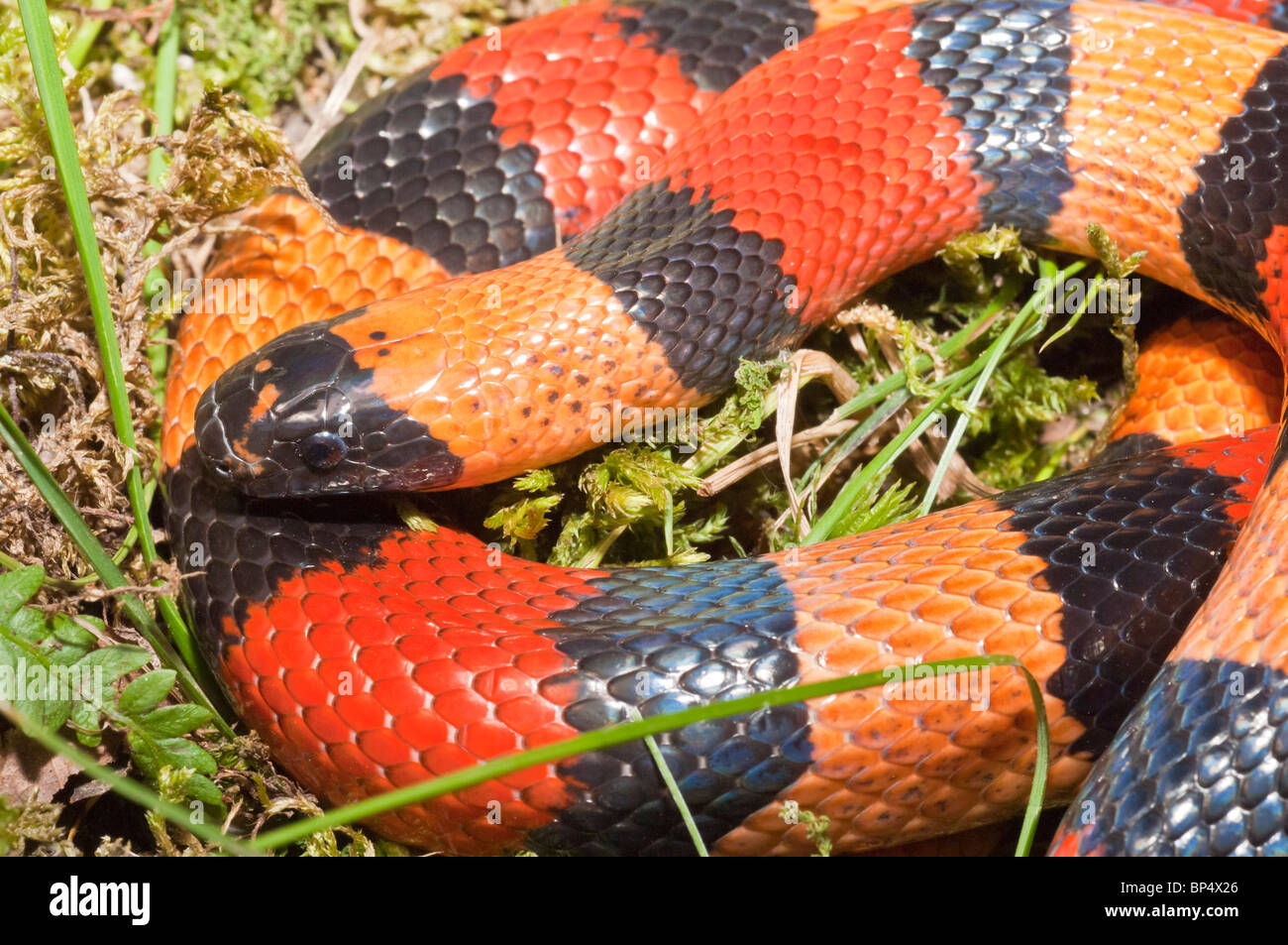 Pueblan campbells milk snake lampropeltis hi-res stock photography and ...