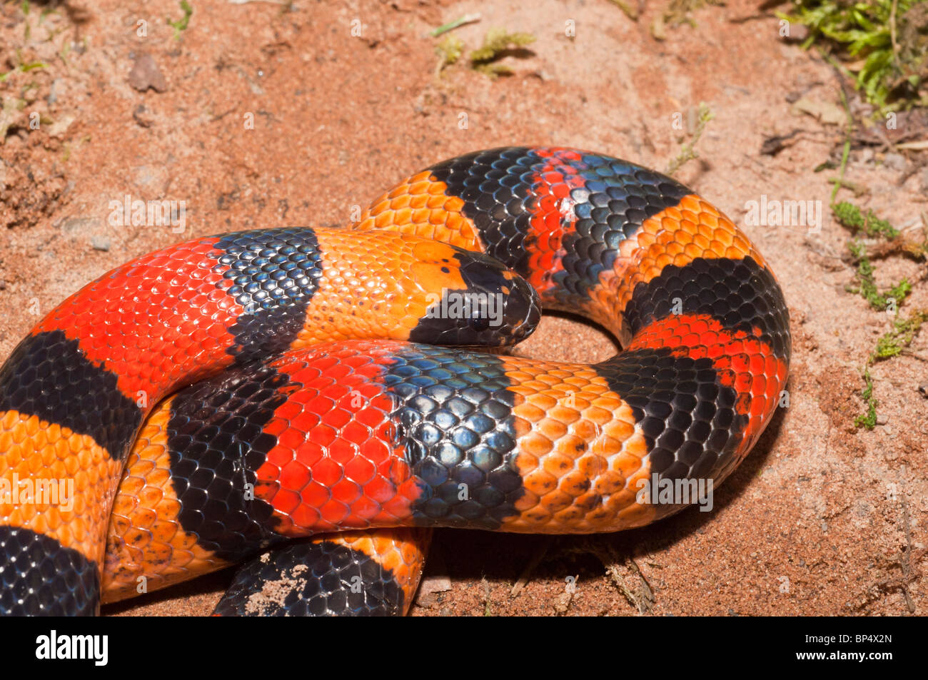 Pueblan campbells milk snake lampropeltis hi-res stock photography and ...