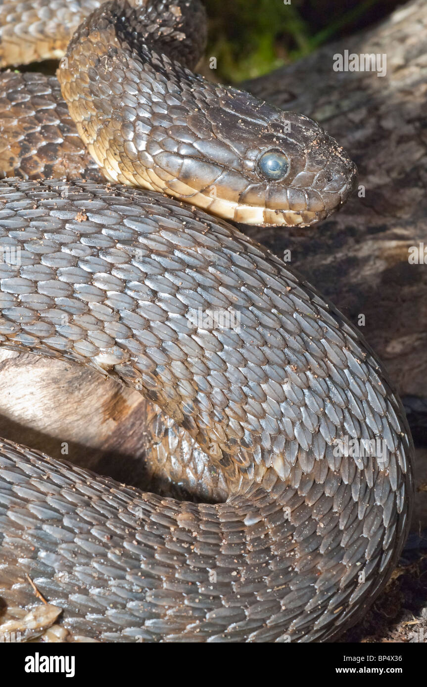 Northern water snake, Nerodia sipedon sipedon, native to North America ...