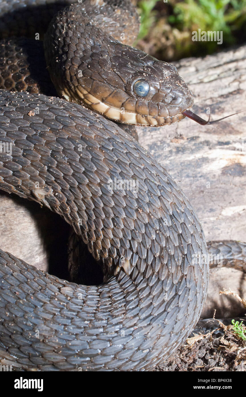 Northern Water Snake Nerodia Sipedon High Resolution Stock Photography ...
