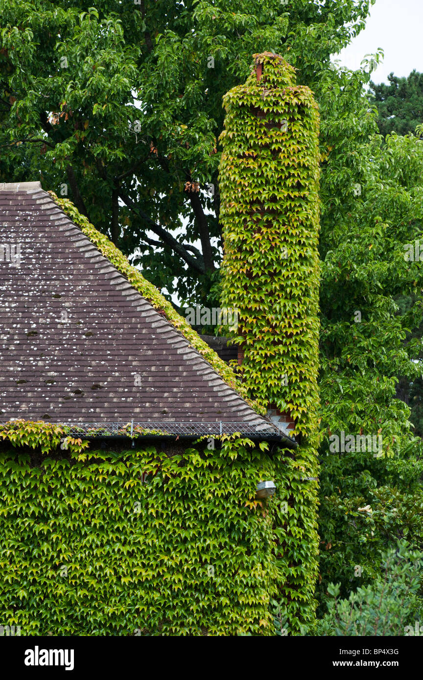 House and chimney covered in Ivy at RHS Wisley gardens, Surrey, England ...