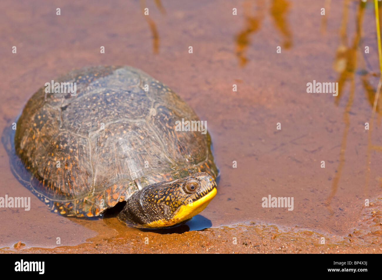 Blanding's turtle hi-res stock photography and images - Alamy