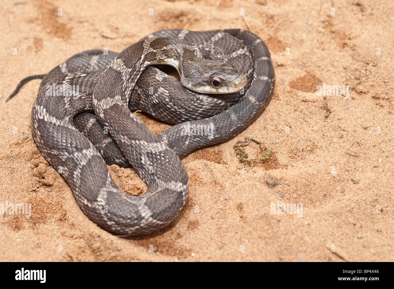 Texas rat snake, Elaphe obsoleta lindheimeri, native to Texas ...