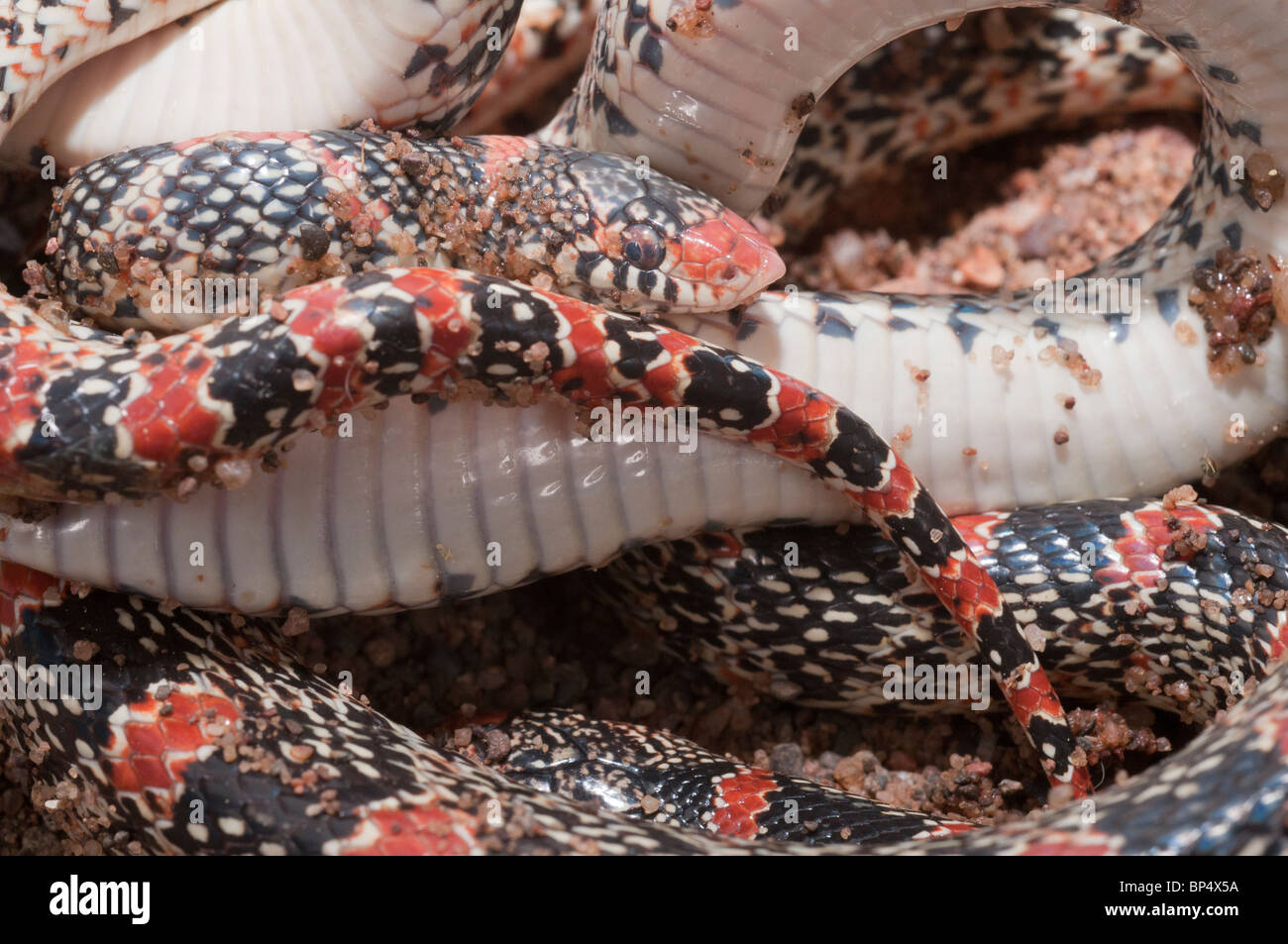 Texas long nosed snake, Rhinocheilus lecontei tessellatus, native to ...