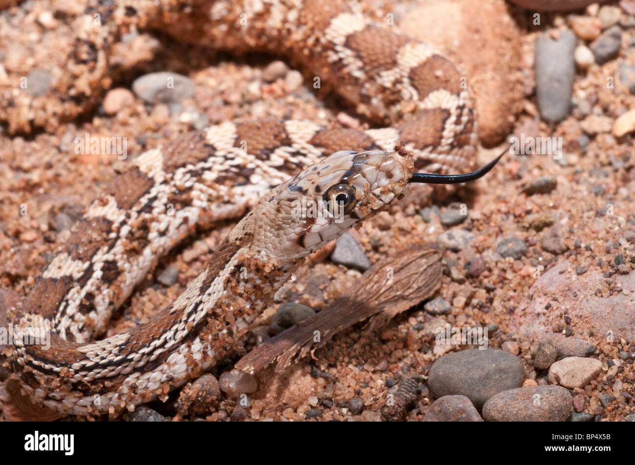 Arizona gopher snake hi-res stock photography and images - Alamy