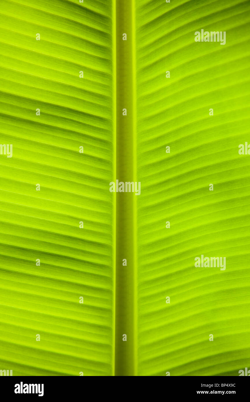 Detail of a bright green banana leaf - Kandal Province, Cambodia Stock ...