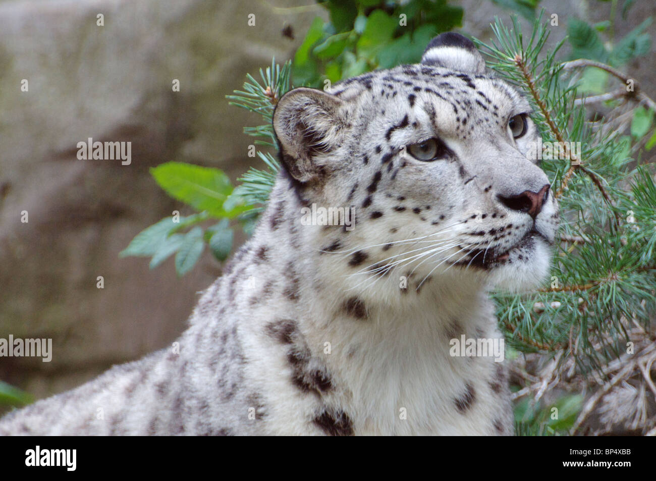 Male snow leopard Stock Photo - Alamy