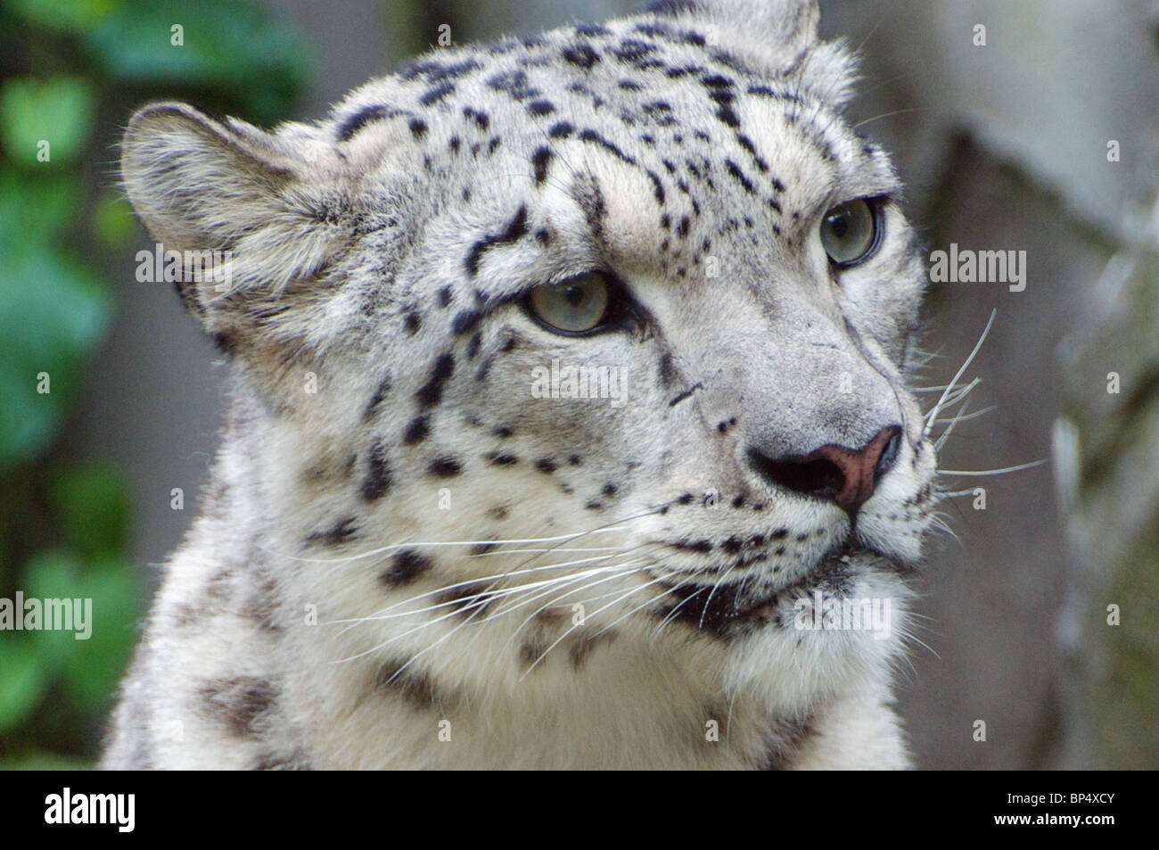 Snow leopard head shot hi-res stock photography and images - Alamy