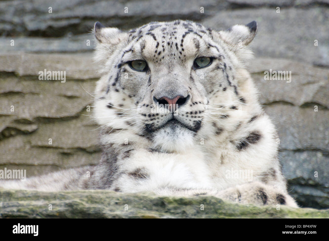 Male snow leopard looking at camera Stock Photo - Alamy