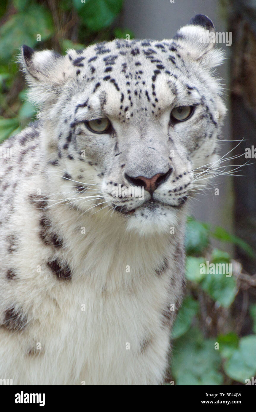 Male snow leopard looking at camera Stock Photo - Alamy