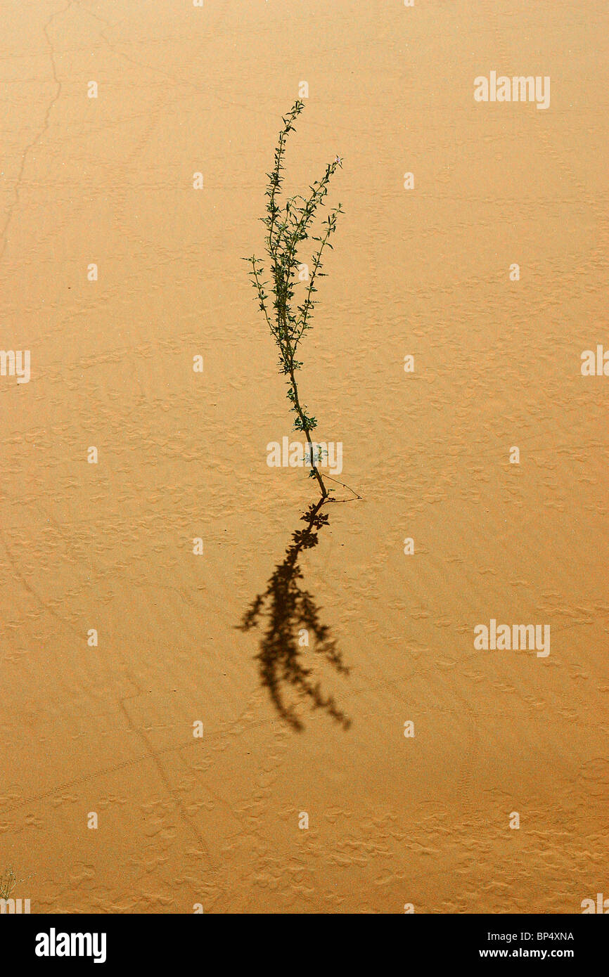 Sole plant hi-res stock photography and images - Alamy