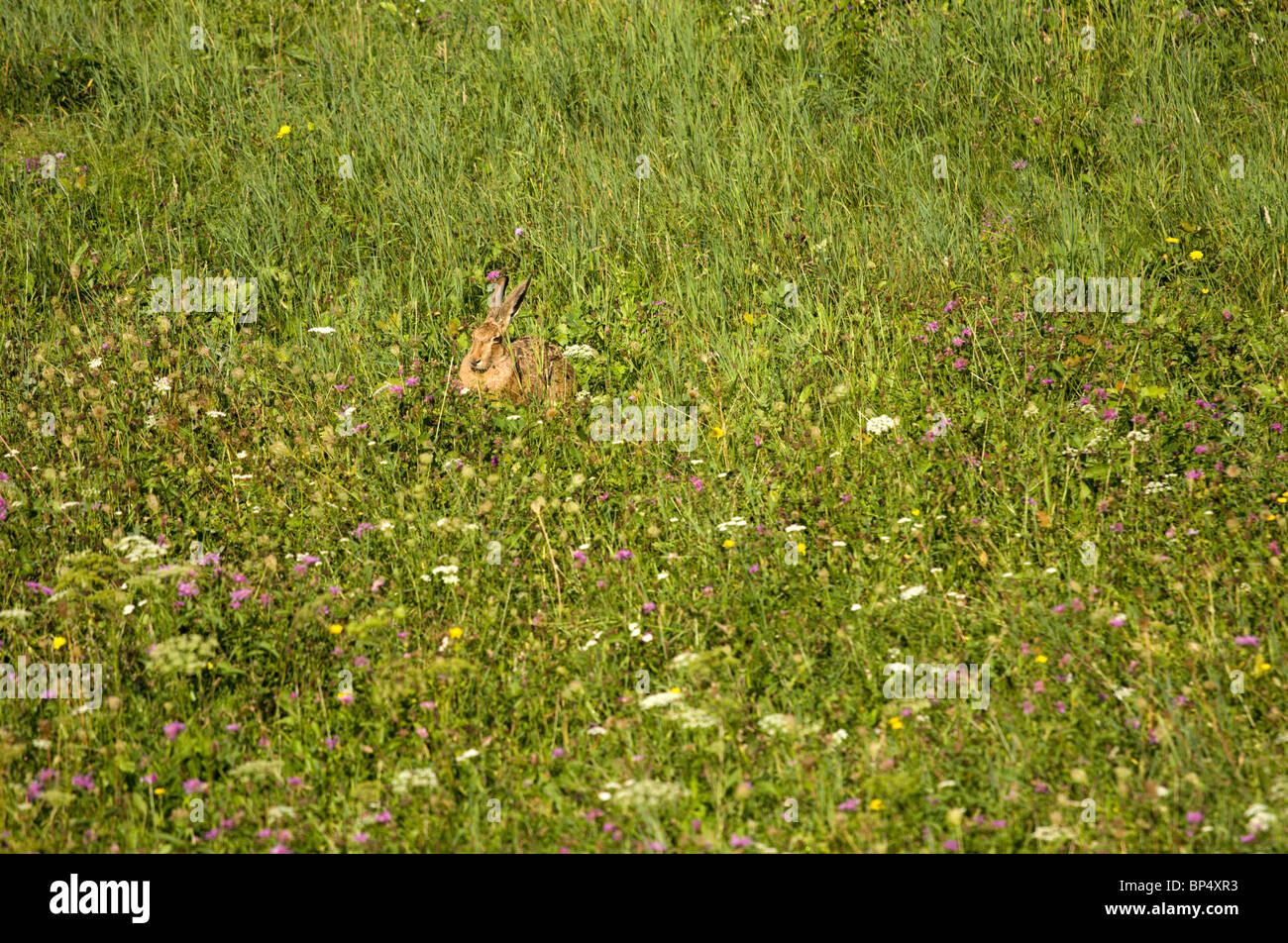 Wild brown rabbit in the grass of the meadows Stock Photo - Alamy