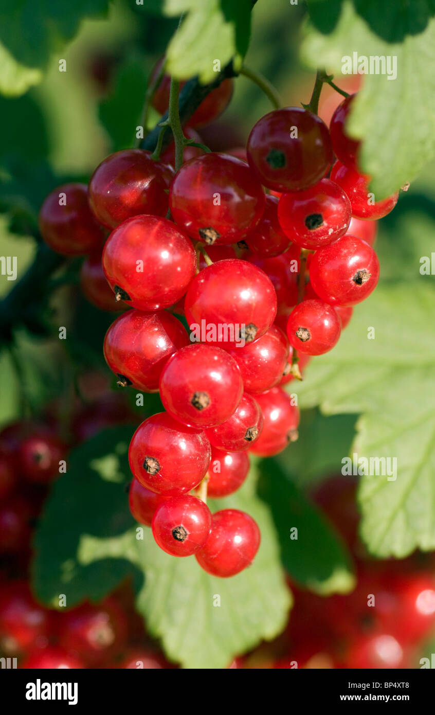 Clusters of the fresh red currant Stock Photo - Alamy