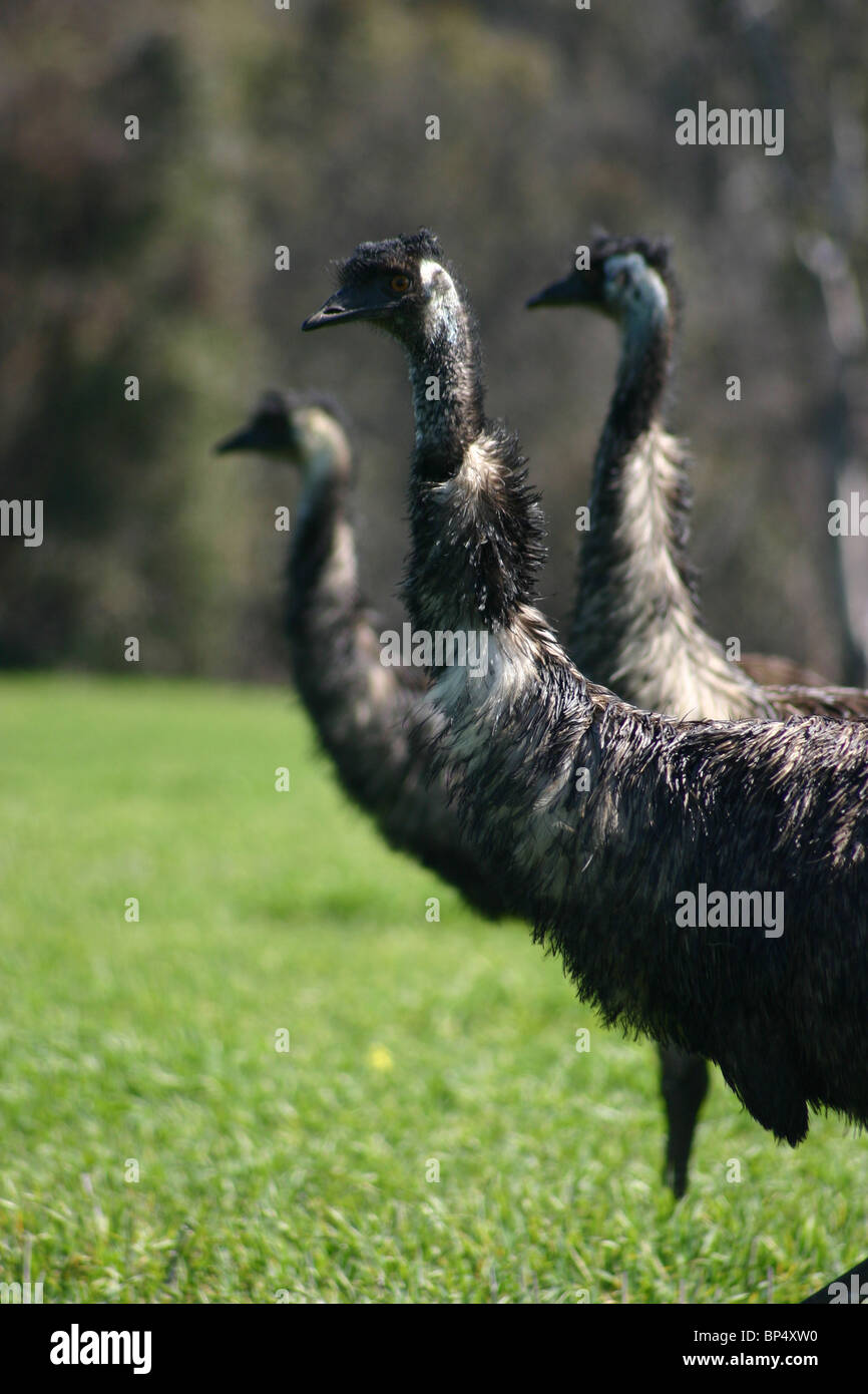 Three Emus in Wild Stock Photo - Alamy