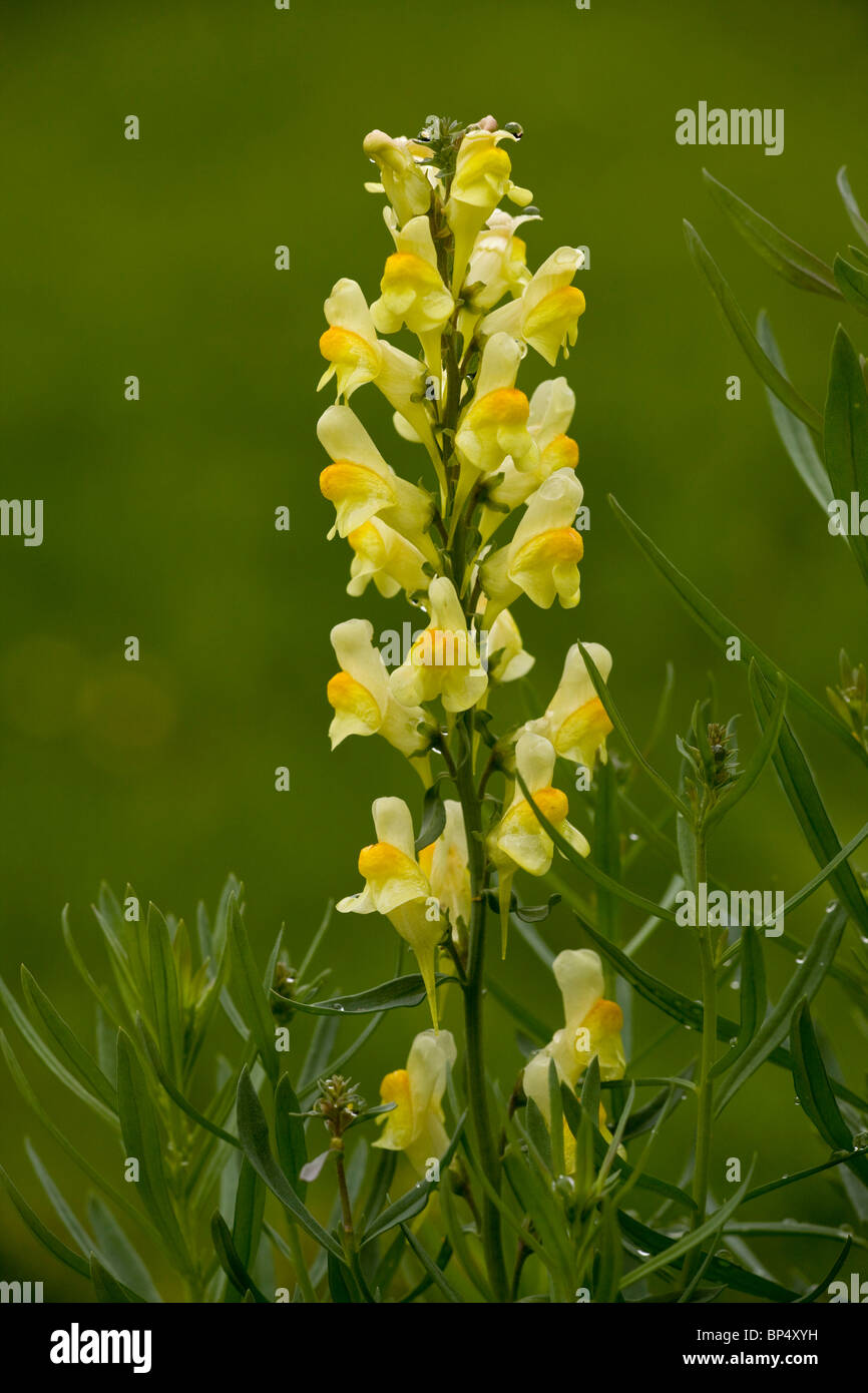 Yellow Toadflax or Common Toadflax, Linaria vulgaris in flower Stock ...