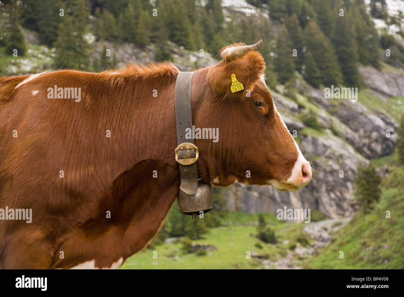 Swiss Cow Alps High Resolution Stock Photography and Images - Alamy