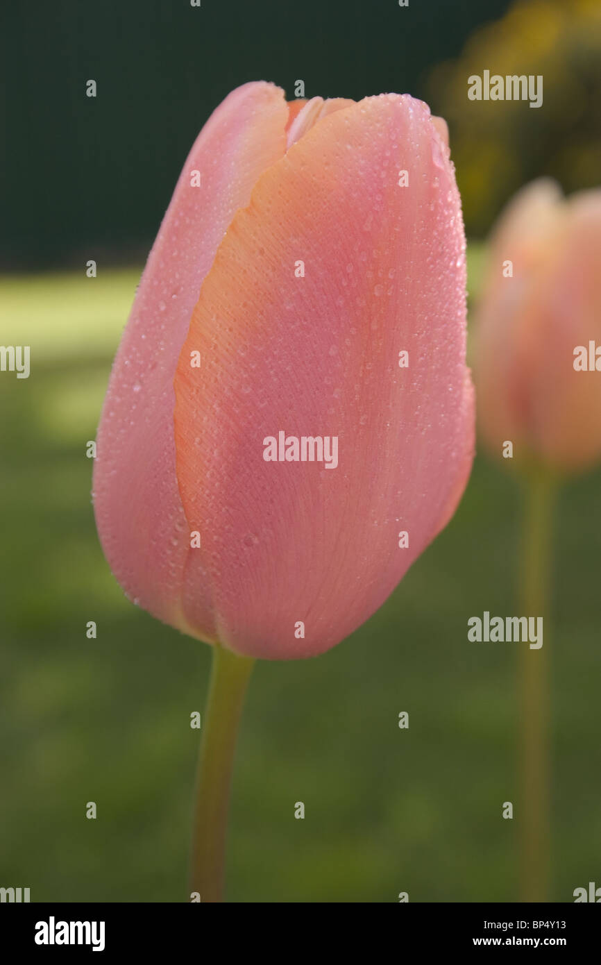 Monet tulip in garden Stock Photo - Alamy