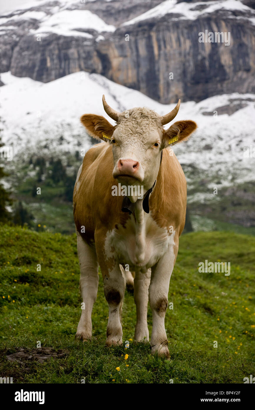 Cattle grazing high in the Swiss Alps near Wengen, Switzerland Stock ...