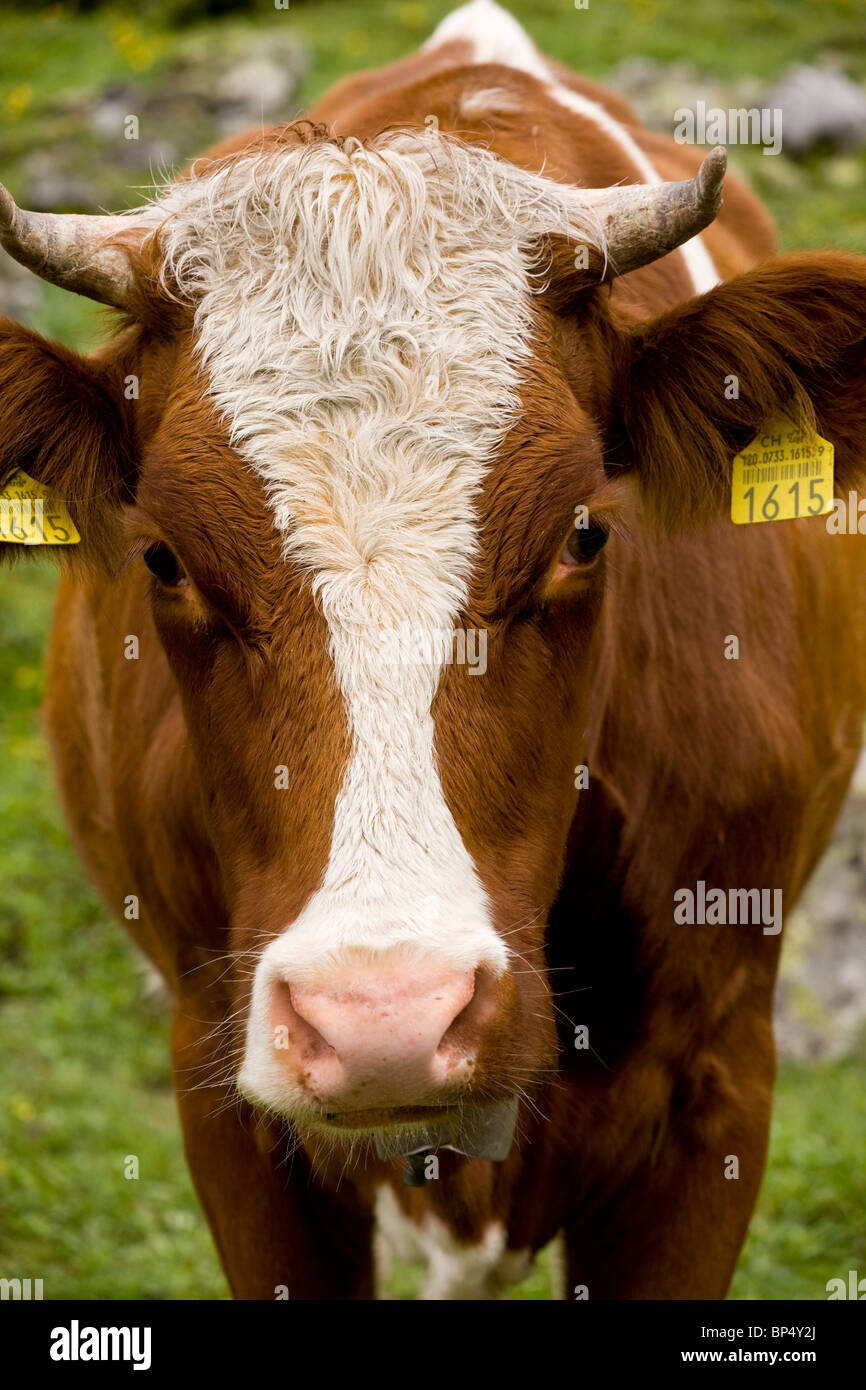 High cow hi-res stock photography and images - Alamy