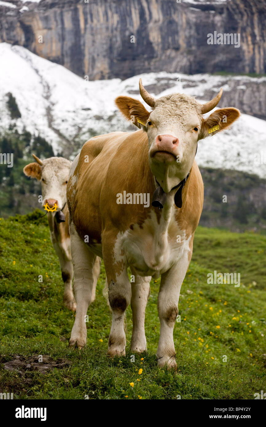 Cattle grazing high in the Swiss Alps near Wengen, Switzerland Stock ...