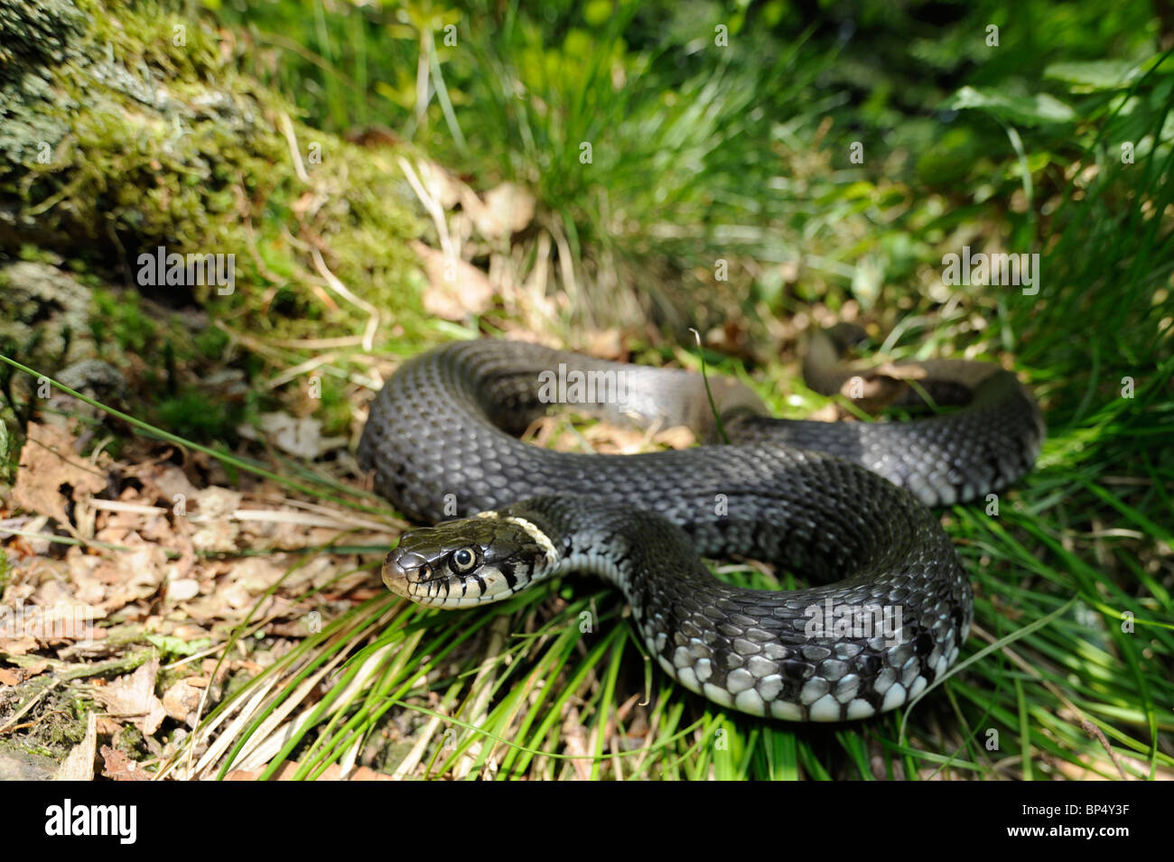 Snake Big In Grass Grass Snake Facts For Kids