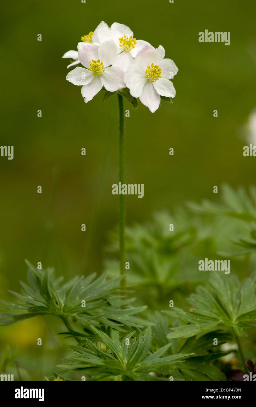 Narcissus-flowered Anemone in flower, swiss alps Stock Photo - Alamy