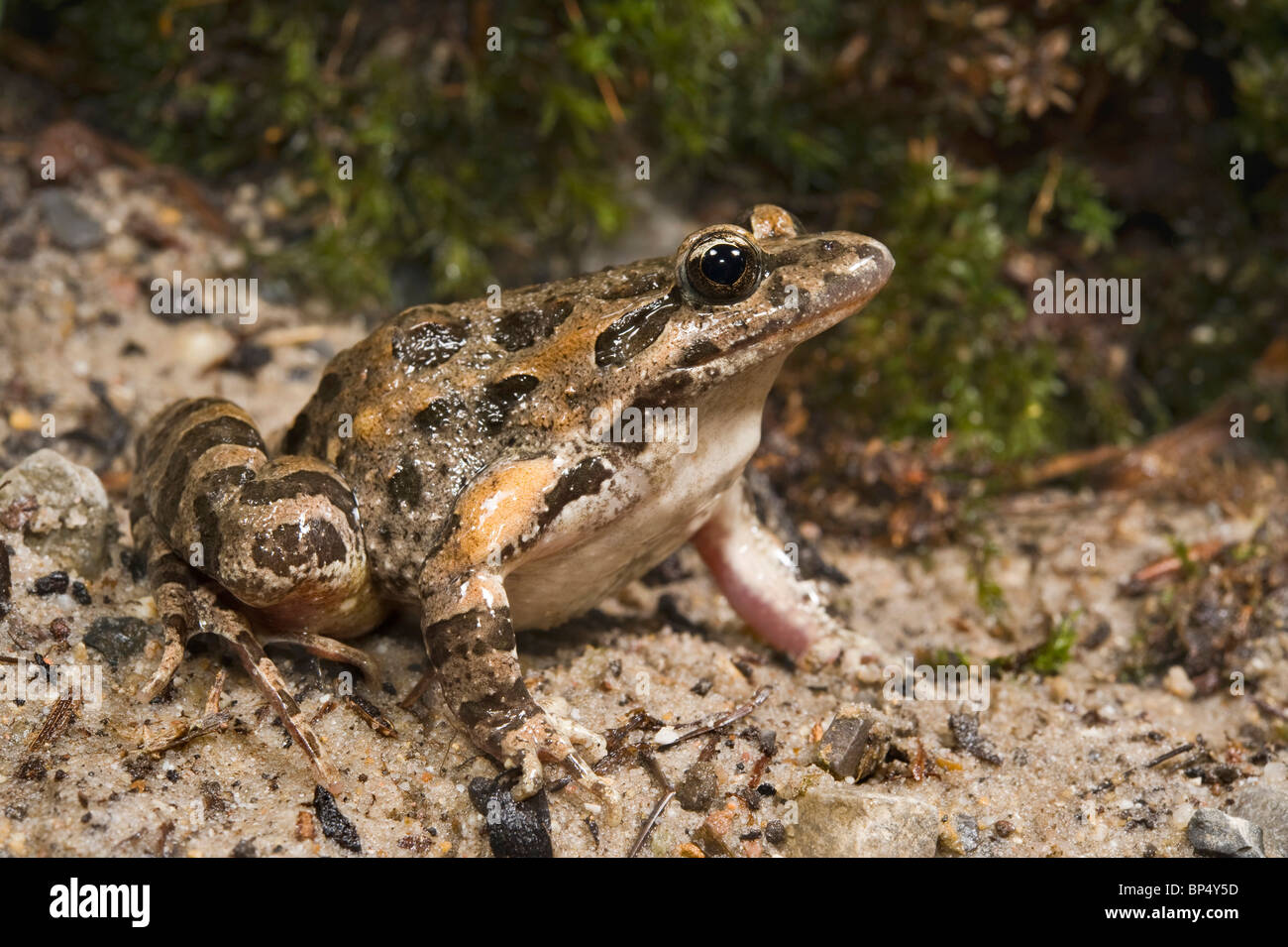 Discoglossus pictus hi-res stock photography and images - Alamy