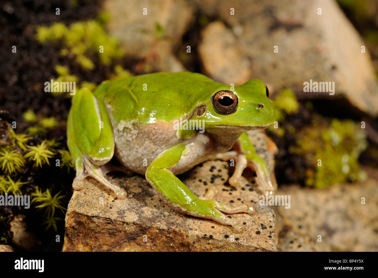 Sardinian tree frog, Tyrrhenian tree frog (Hyla sarda), on a stone ...
