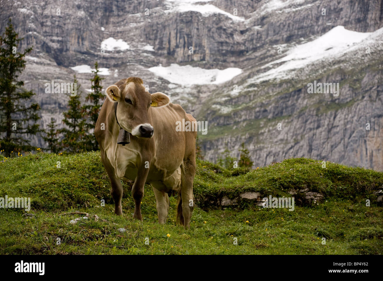 Cattle grazing high in the Swiss Alps near Wengen, Switzerland Stock ...