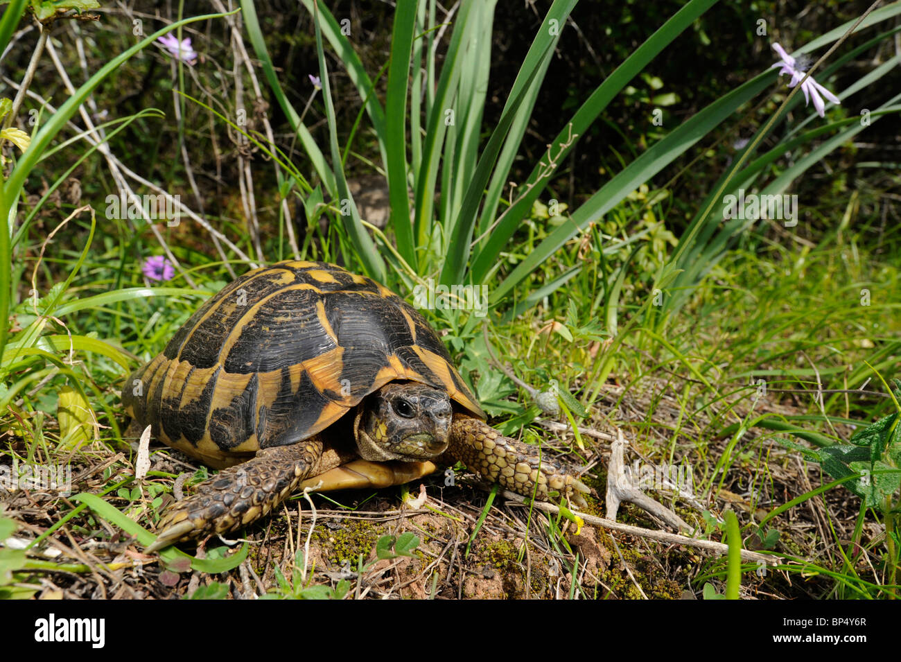 Hermann's tortoise, Greek tortoise (Testudo hermanni), on flowering ...