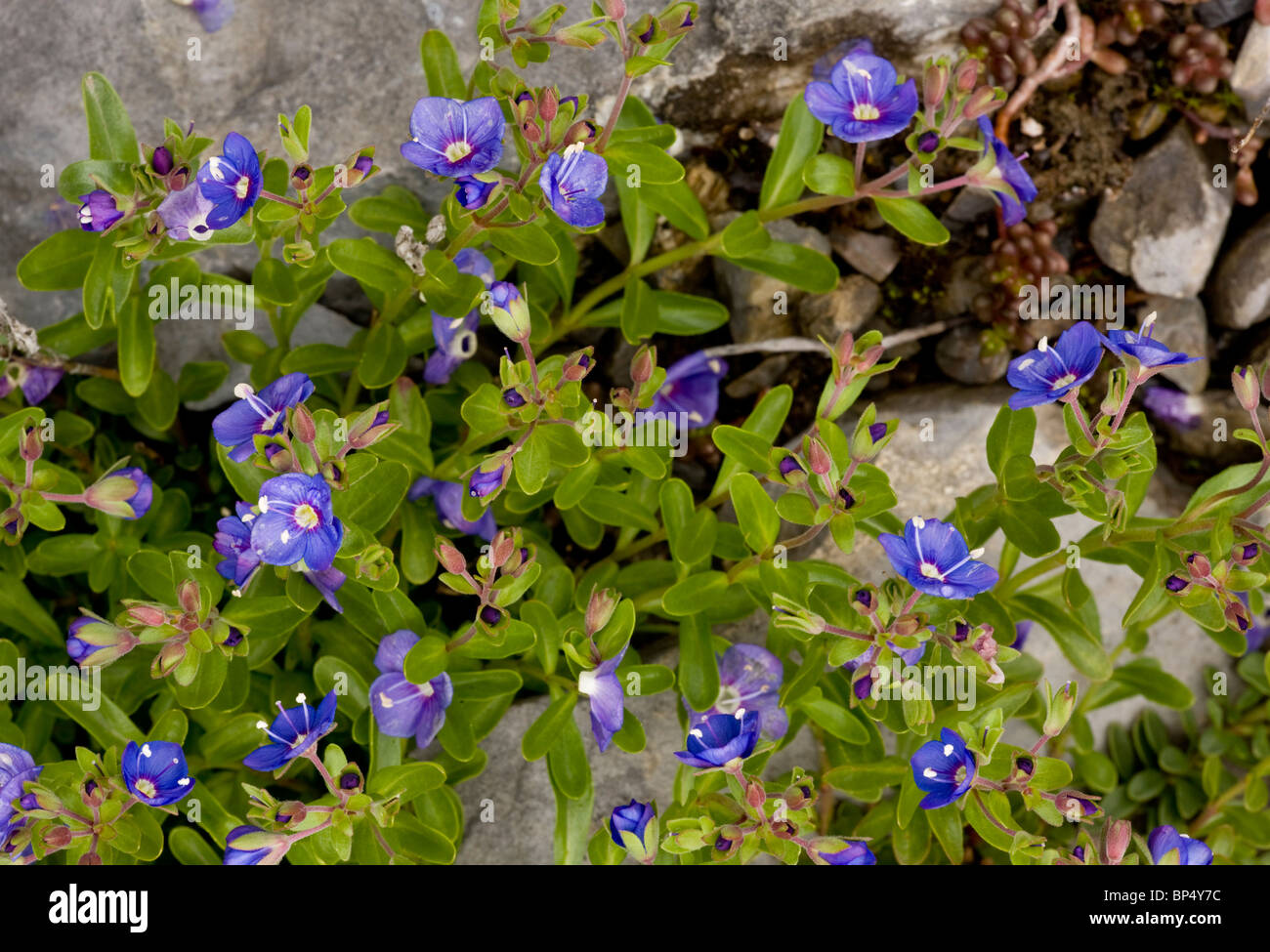 Rock Speedwell, Veronica fruticans in flower, alps; rare in uk Stock ...