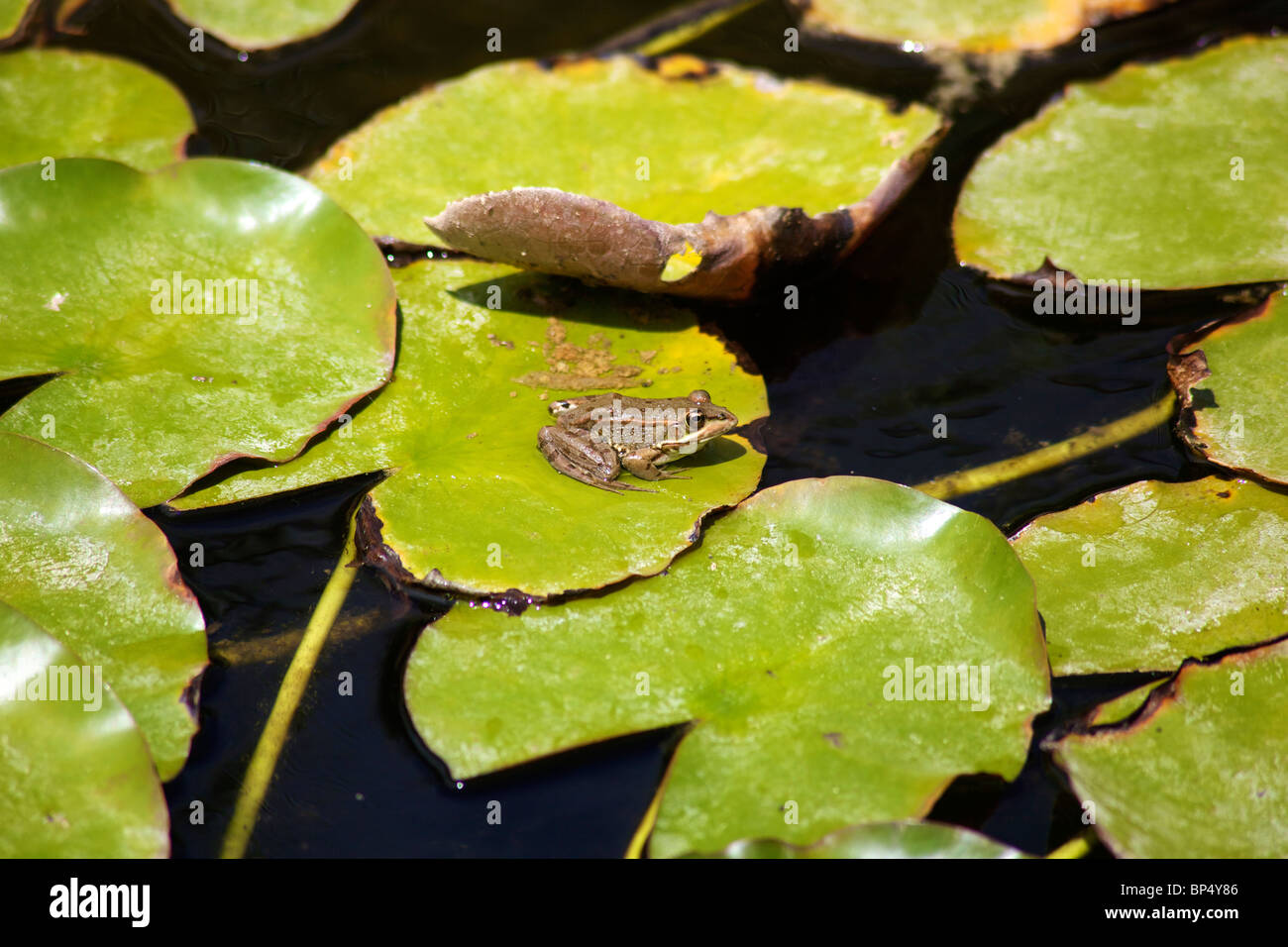 The Iberian Marsh frog. Rana perezi. Spain Mallorca Stock Photo - Alamy